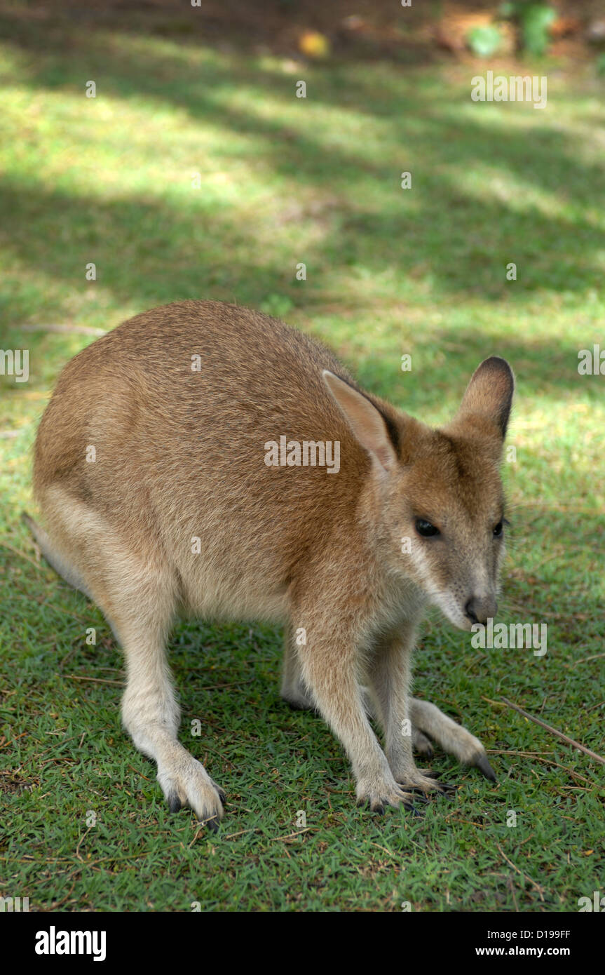 Golden wallaby at Couran Cove Resort, South Stradbroke Island ...