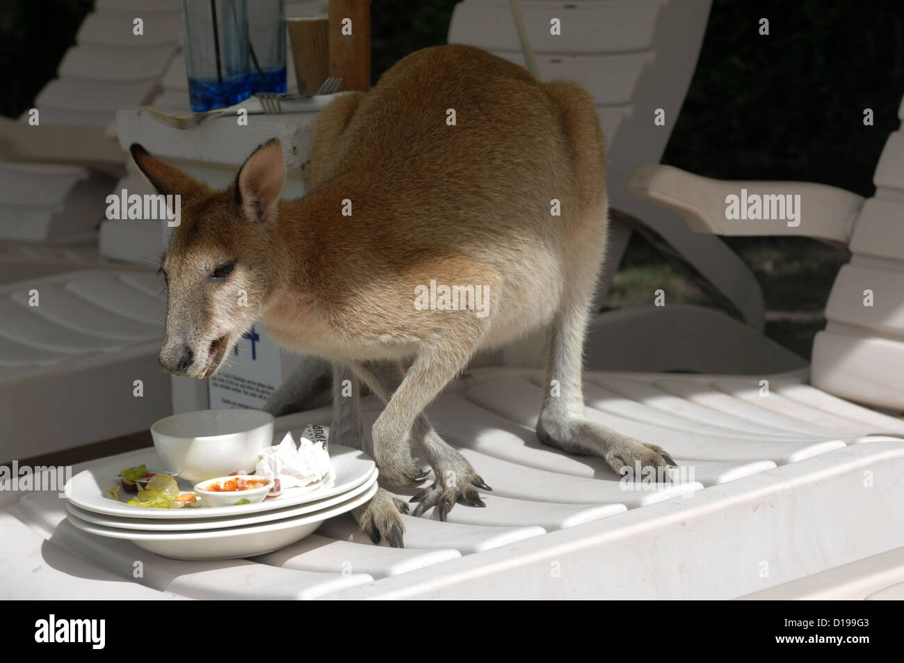 Golden wallaby at Couran Cove Resort, South Stradbroke Island ...
