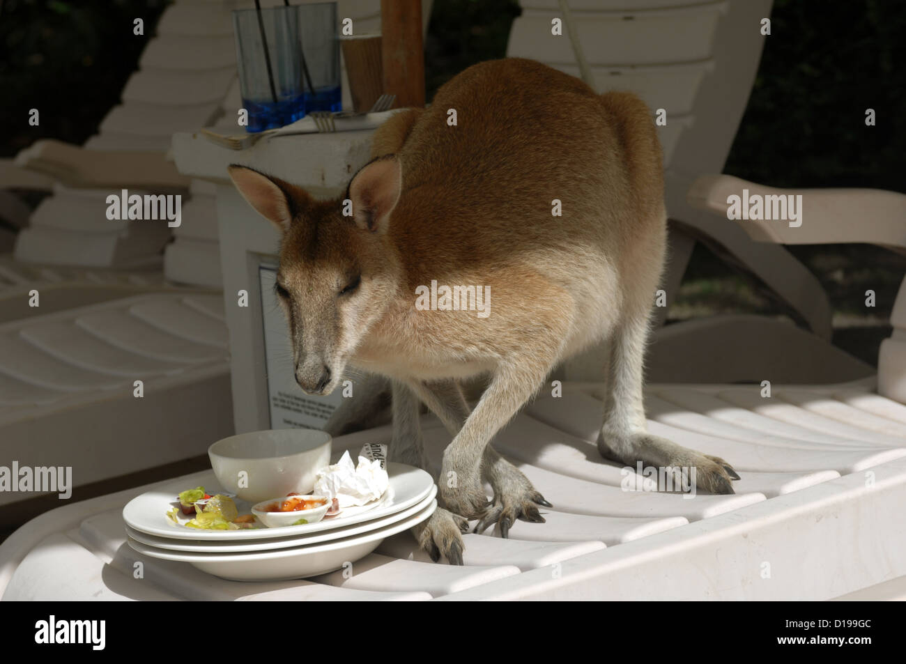 Golden wallaby at Couran Cove Resort, South Stradbroke Island ...