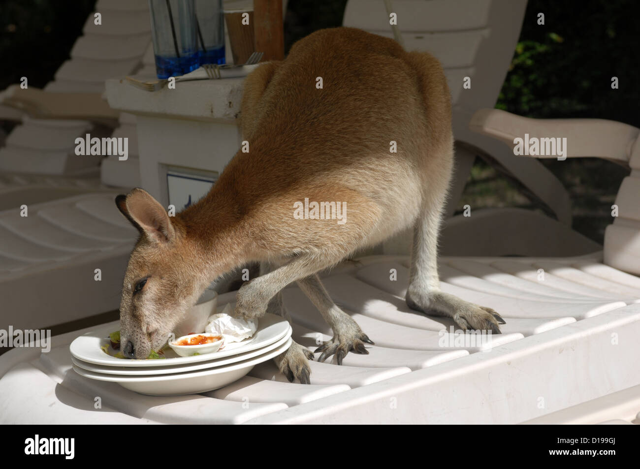 Golden wallaby at Couran Cove Resort, South Stradbroke Island ...