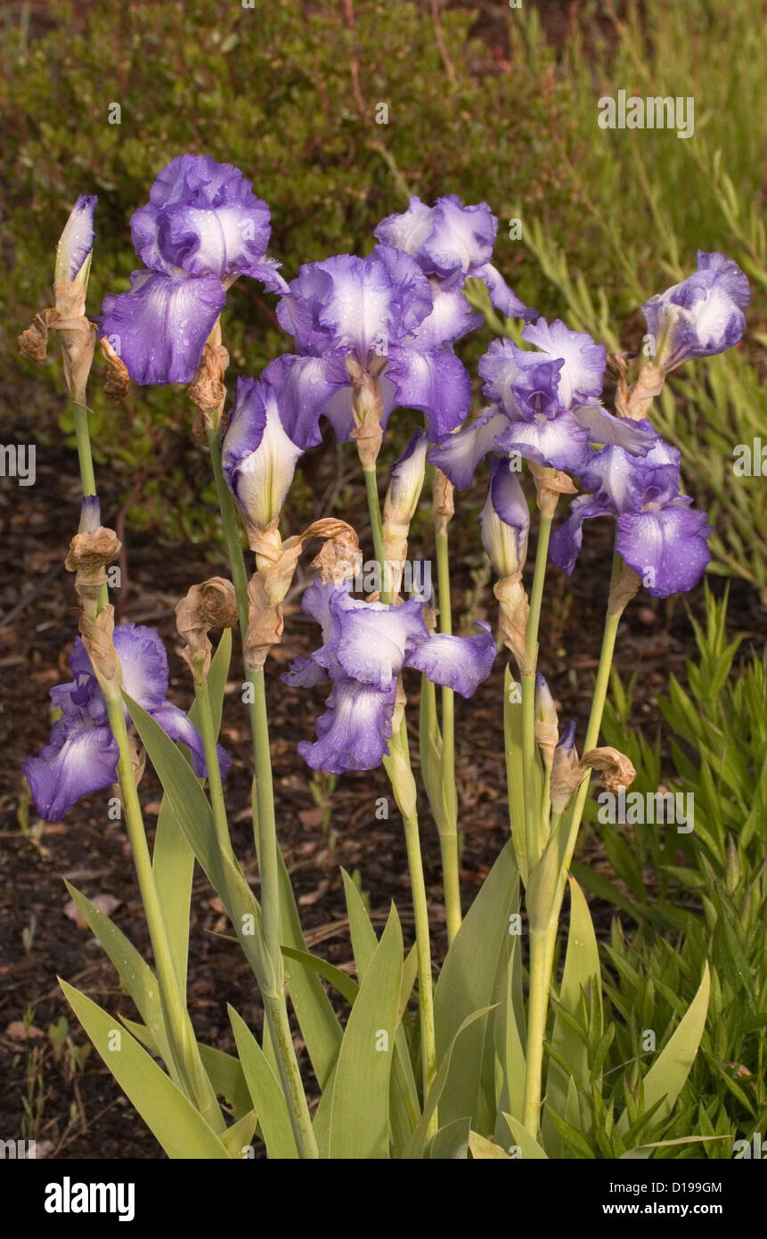 Ruffled purple and white Irises growing in May outside of Yosemite ...