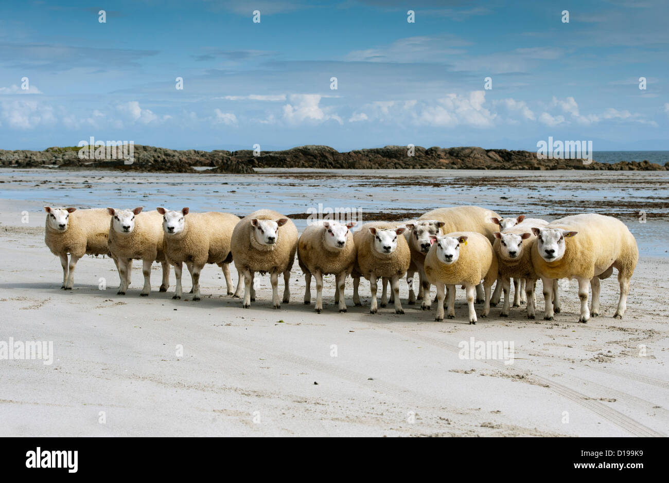 Flock of Beltex sheep on the beach, Isle of Tiree, Scotland Stock Photo ...