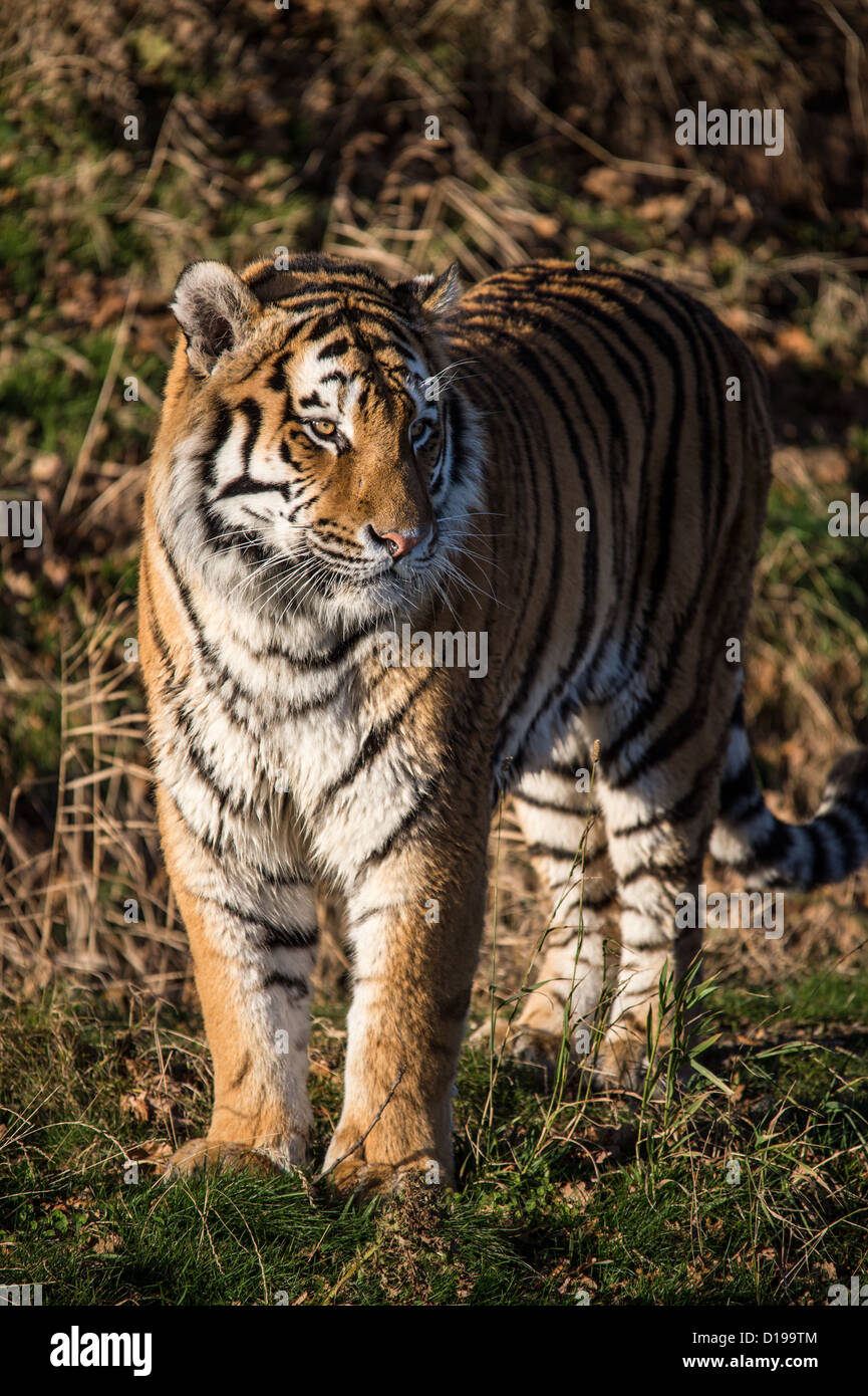 Siberian tiger hunter hi-res stock photography and images - Alamy
