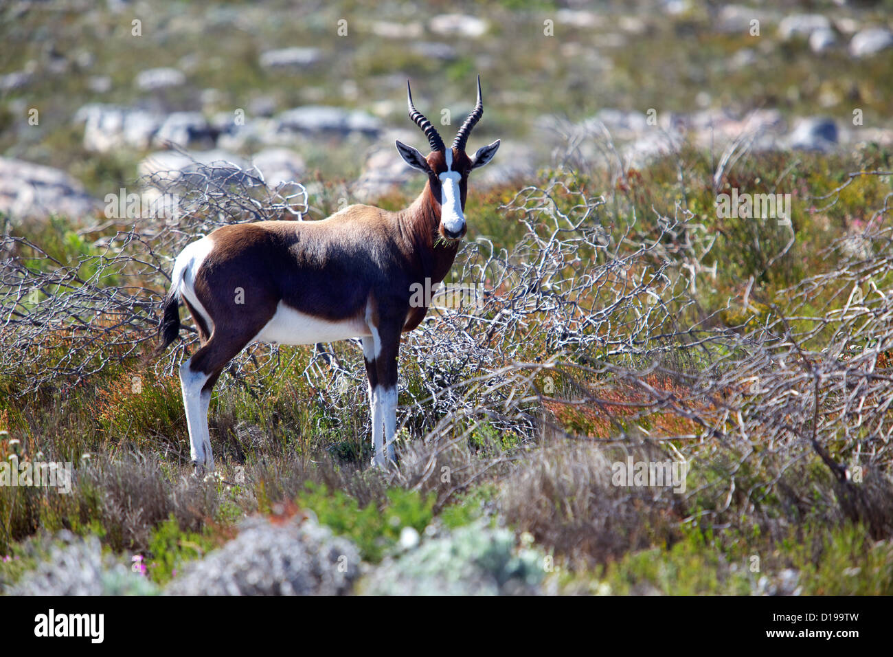 Endemic to South Africa, the bontebok antelope (Damaliscus pygargus ...
