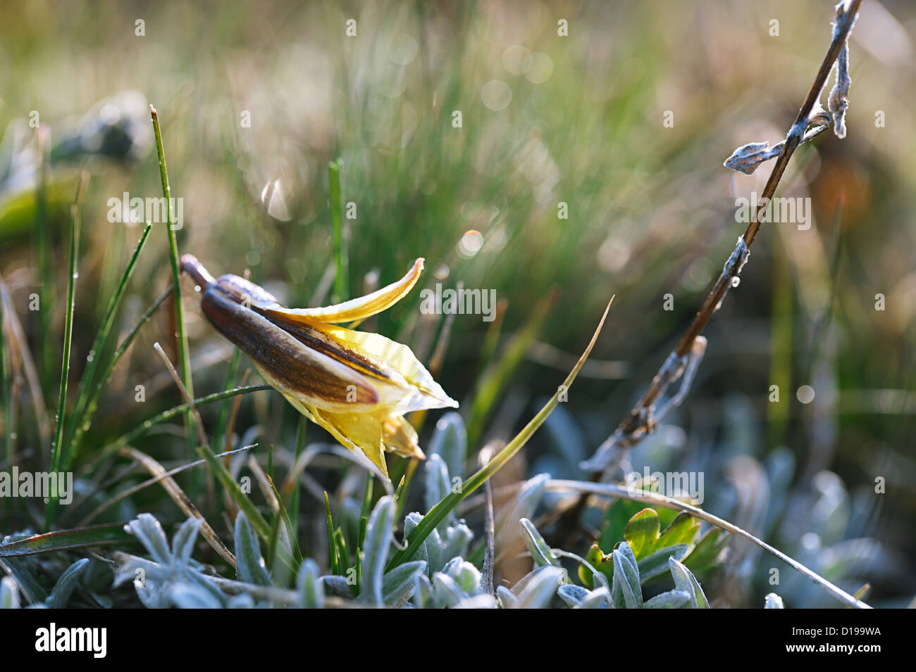 yellow snowdrop in high mountain valley with frost, super macro Stock ...
