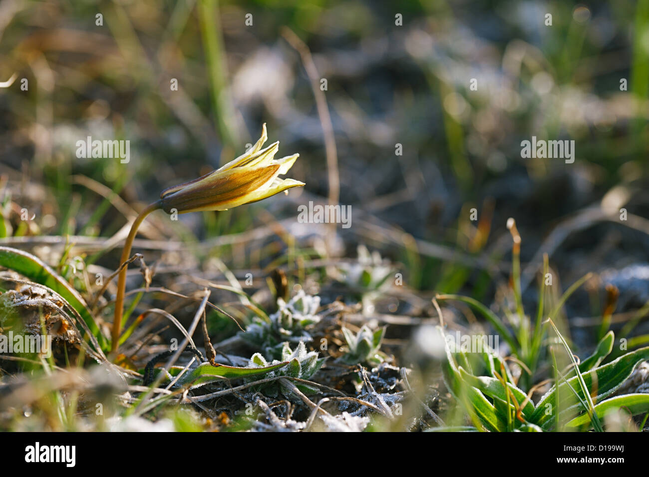 yellow snowdrop in high mountain valley with frost, super macro Stock ...
