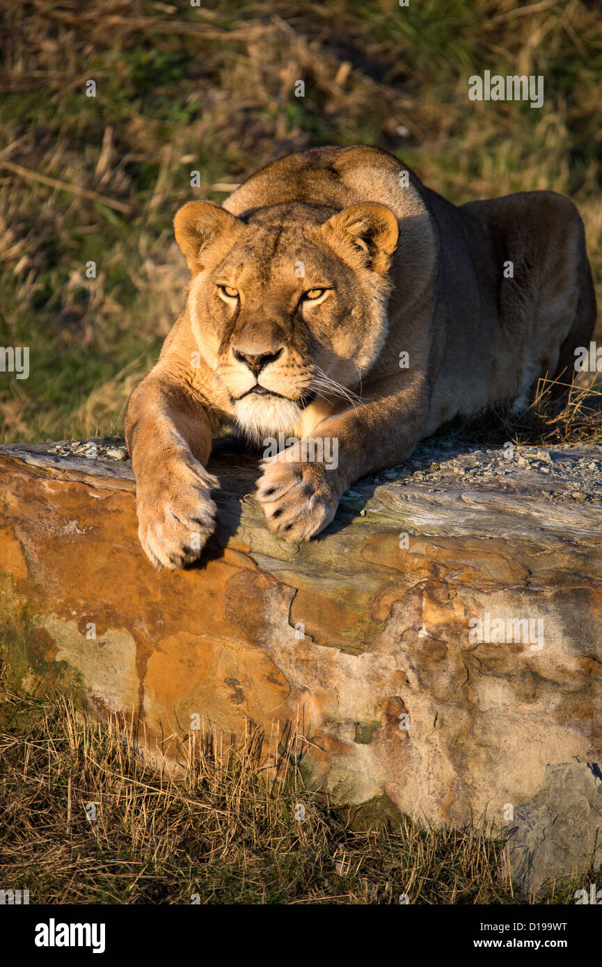 Lioness feline hi-res stock photography and images - Alamy