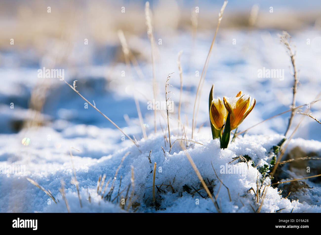 yellow snowdrop in high mountain valley, super macro Stock Photo - Alamy