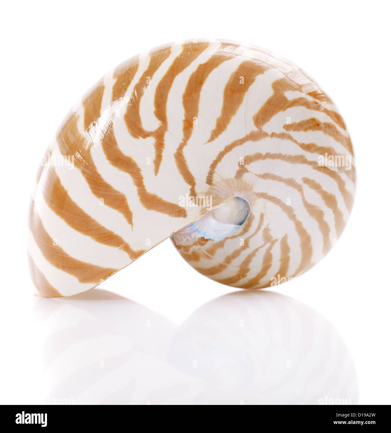 Nautilus pompilius sea shell, isolated on white, shallow dof Stock ...