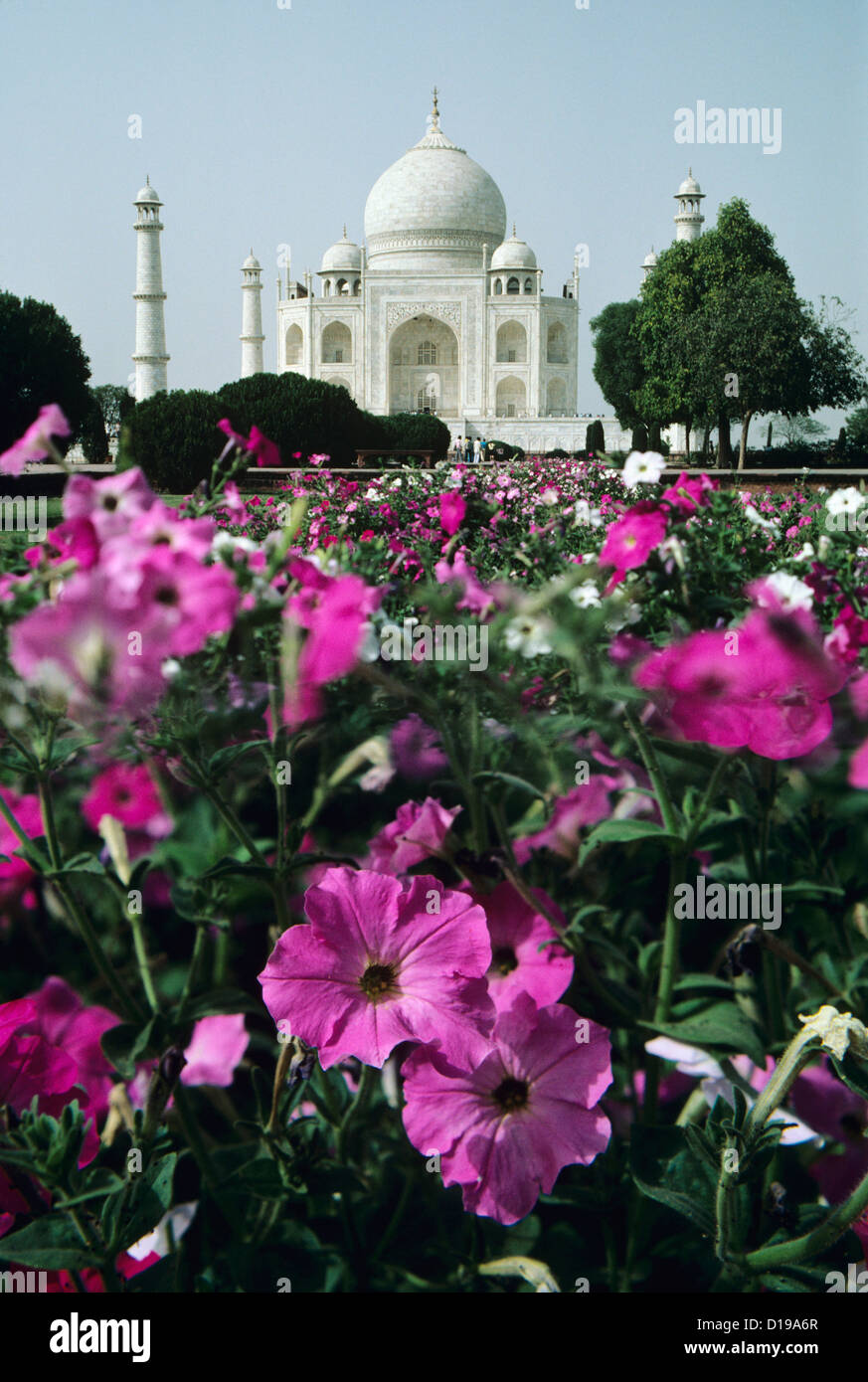 India, Flowers In The Foreground Of The Taj Mahal Stock Photo - Alamy