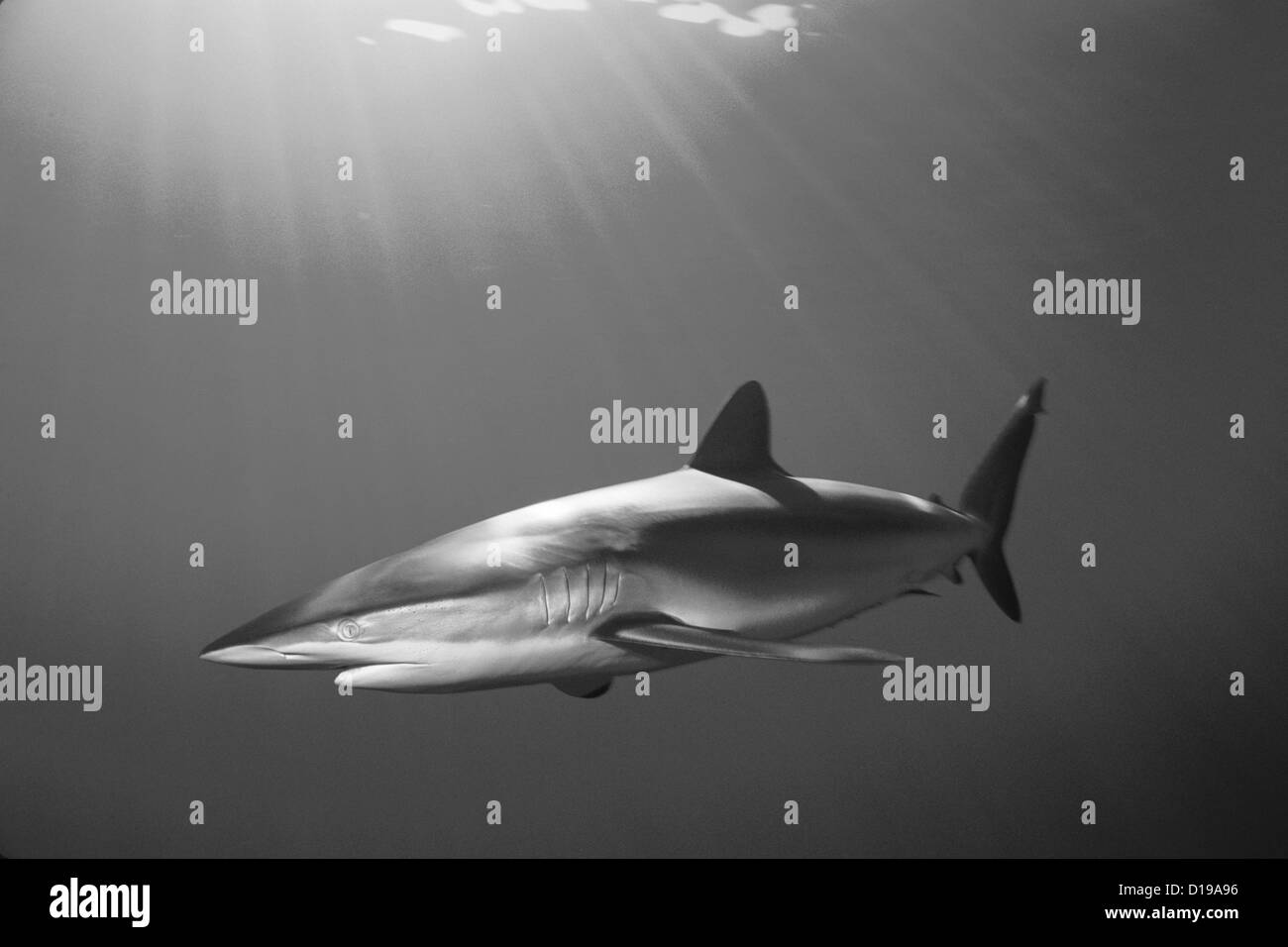 Doug perrine shark hi-res stock photography and images - Alamy