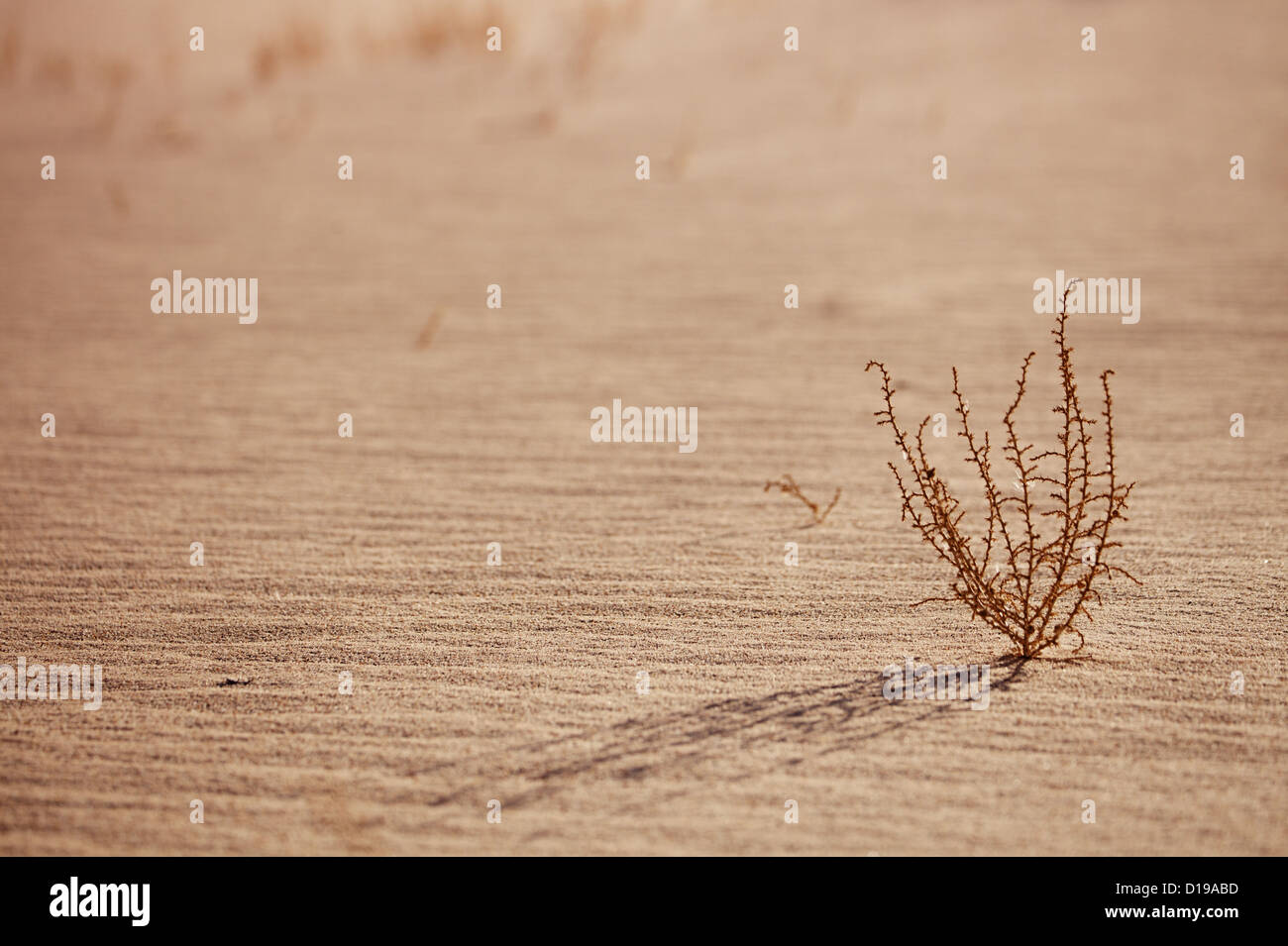 abstract sand background with sunlight and grass in desert Stock Photo ...