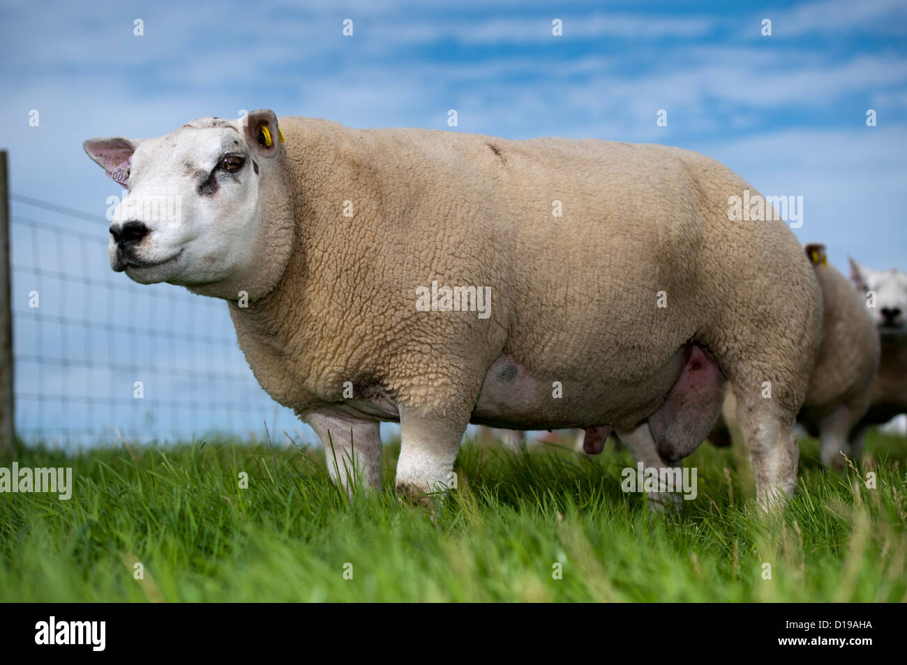 Beltex ram grazing fields on the Isle of Tiree, Scotland Stock Photo ...