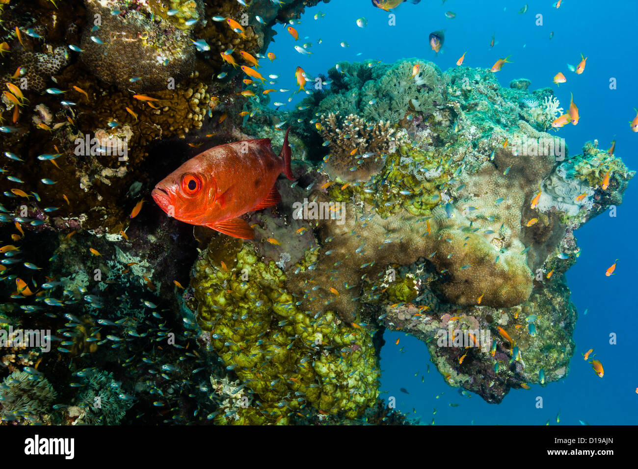 A Bigeye and other small tropical fish swim around a coral pinnacle ...