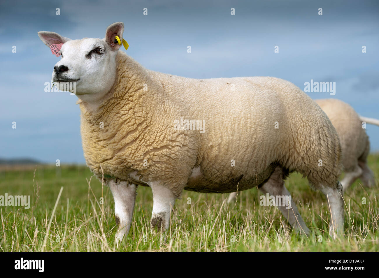 Beltex sheep grazing fields on the Isle of Tiree, Scotland Stock Photo ...