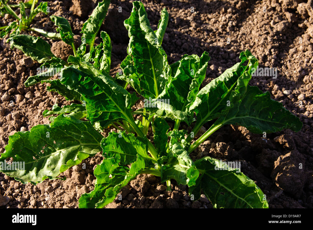 Close up of sugar beet plant in a Sugar Beet field in the Imperial ...