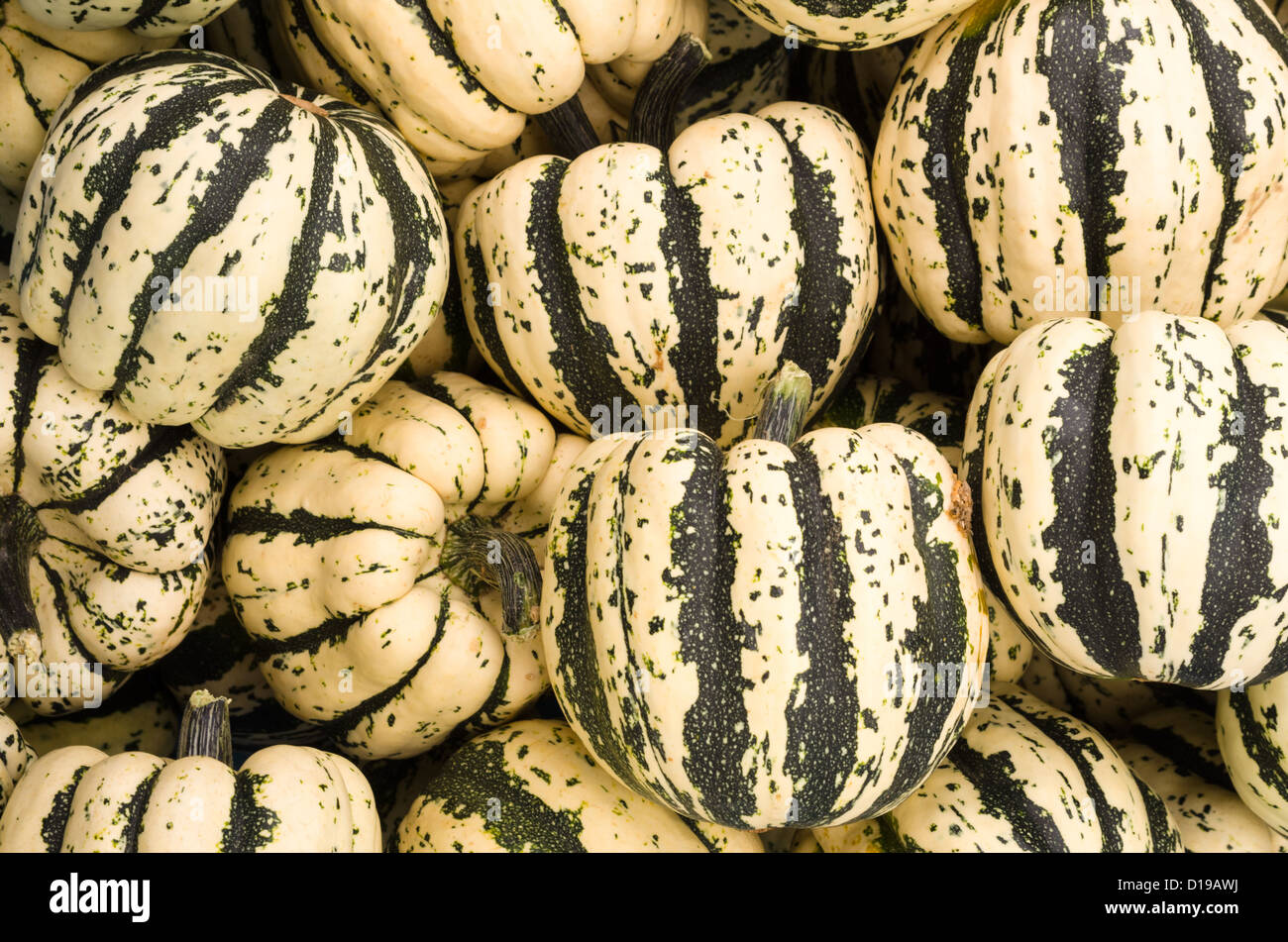 Fresh winter squash on display at the market Stock Photo - Alamy