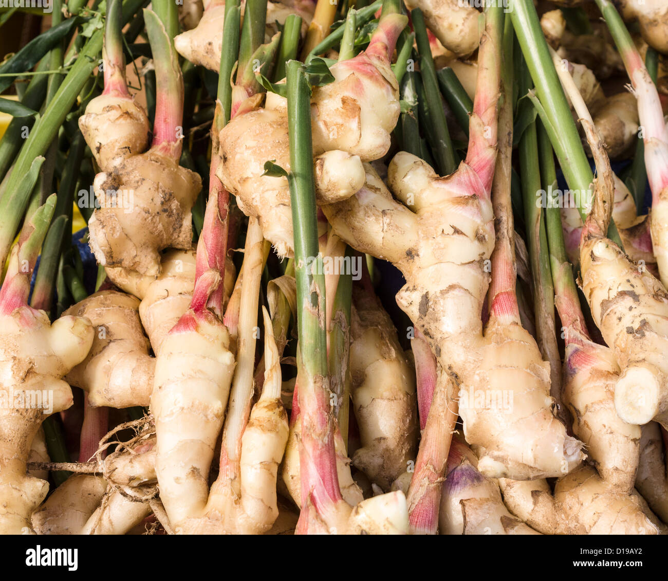 Ginger display hi-res stock photography and images - Alamy