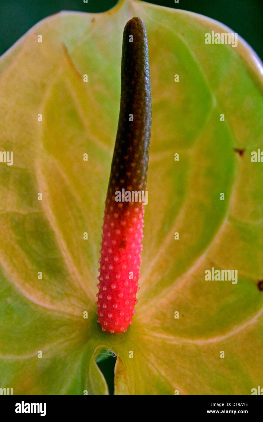 Flamingo flower, Tail flower, Painter's palette, Anthurium andraeanum ...
