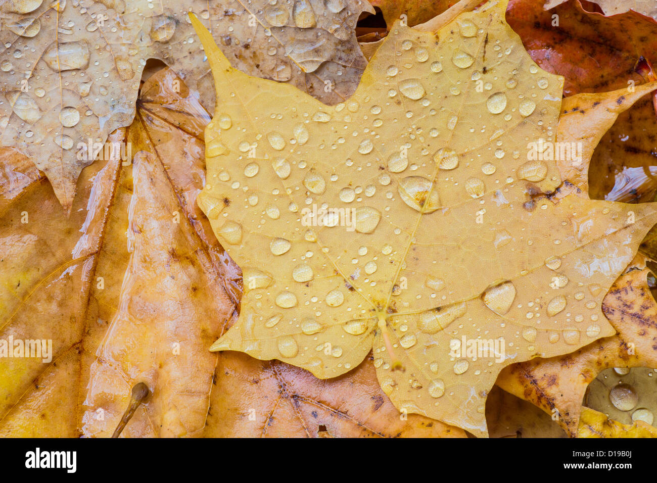 Close up of wet fall leaves Stock Photo - Alamy