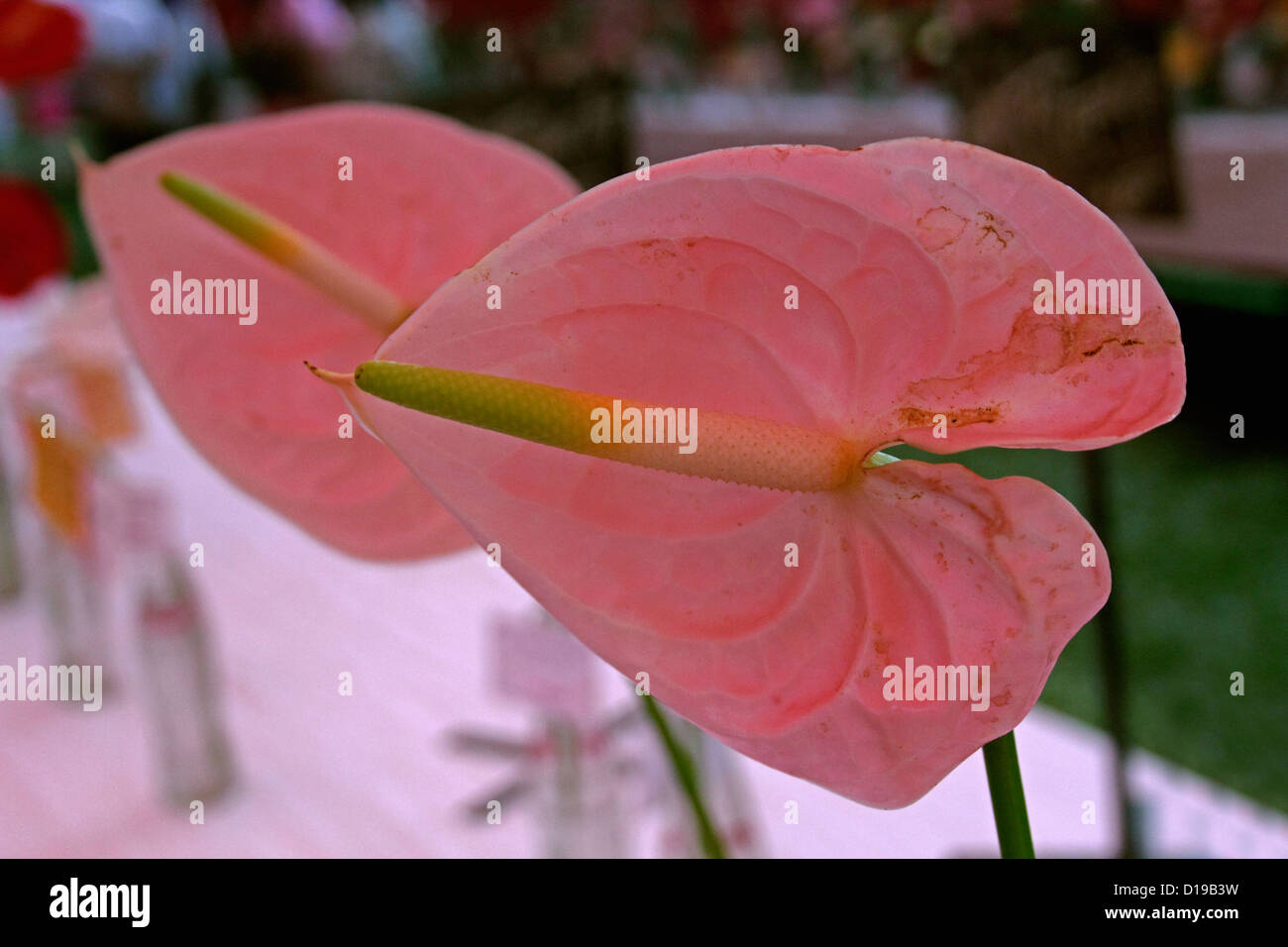 Flamingo flower, Tail flower, Painter's palette, Anthurium andraeanum ...