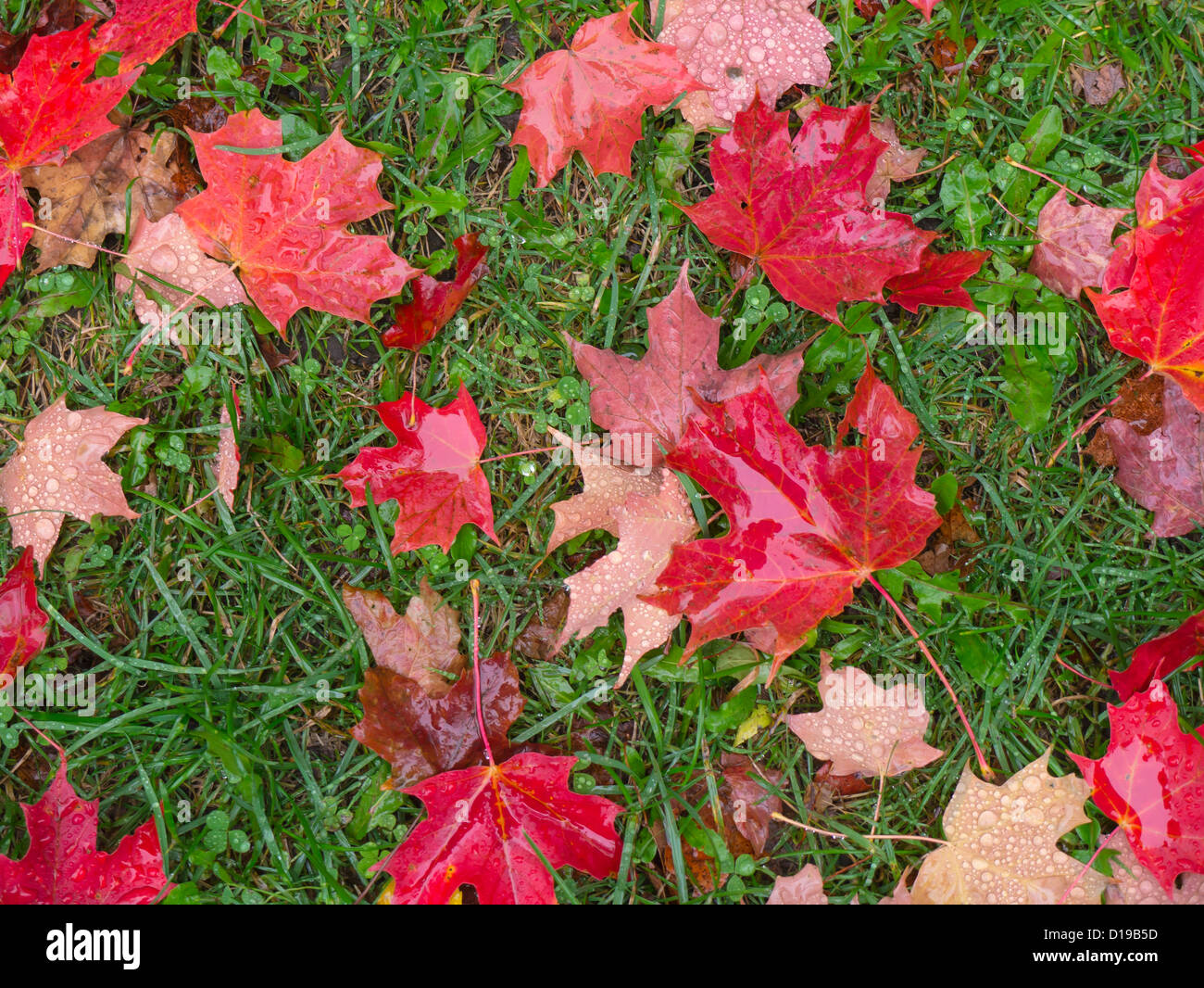Grass ground hi-res stock photography and images - Alamy
