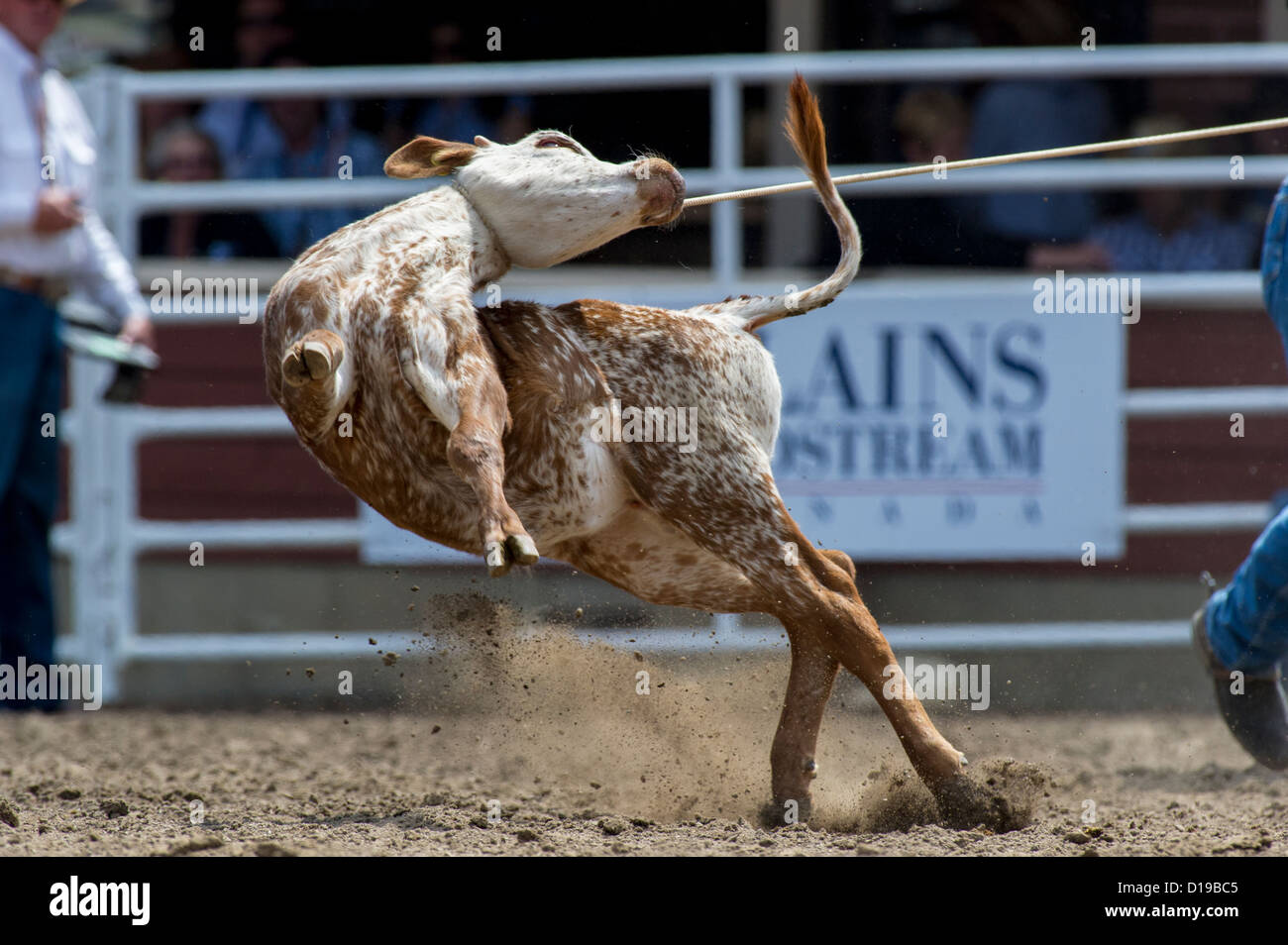 Calf roping event at the Calgary Stampede rodeo held every July Stock Photo - Alamy