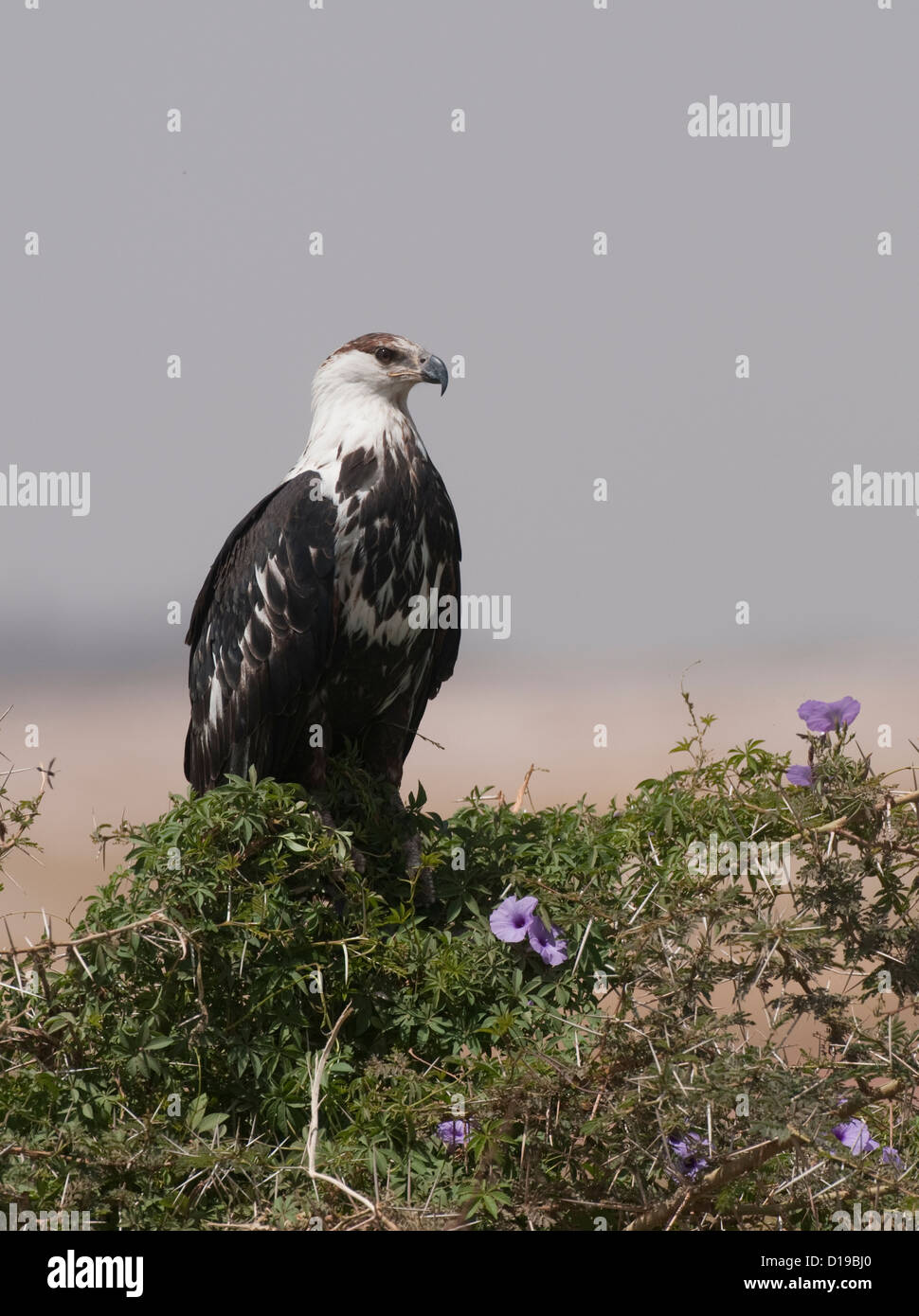 African fish eagle kenya hi-res stock photography and images - Alamy