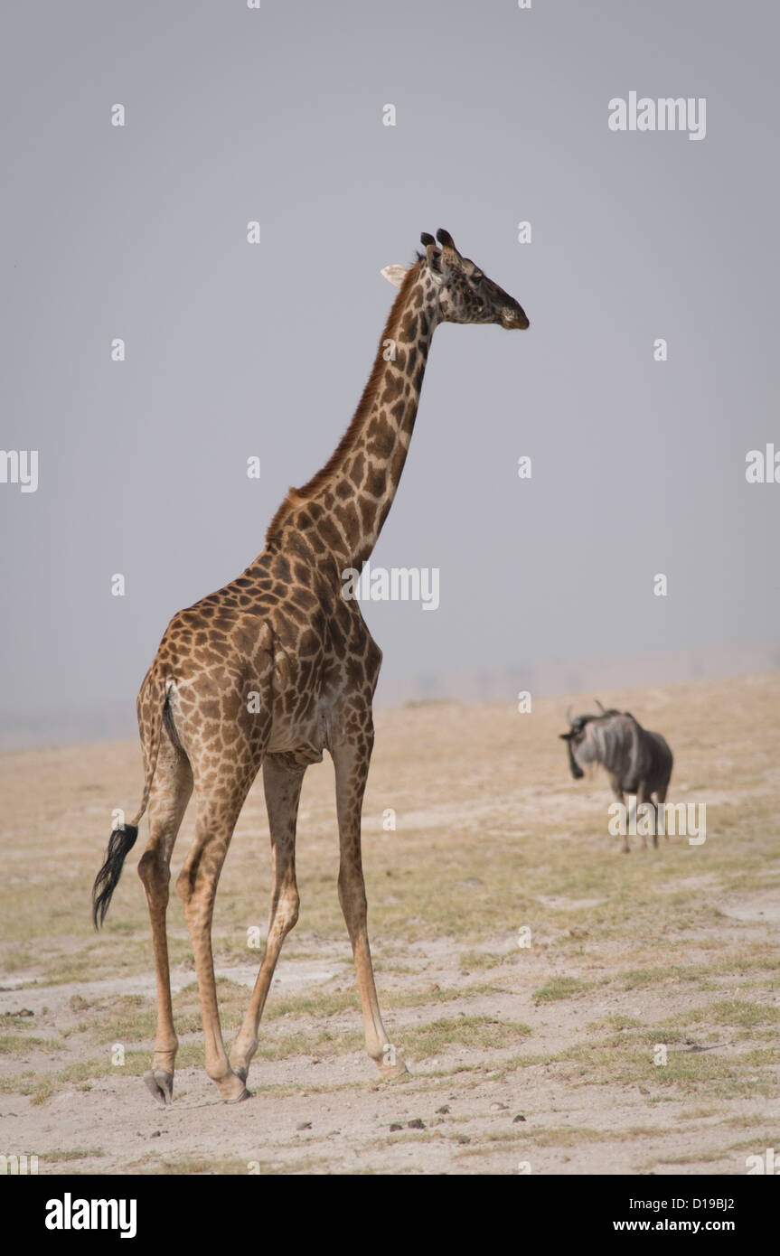 Species of giraffe hi-res stock photography and images - Alamy