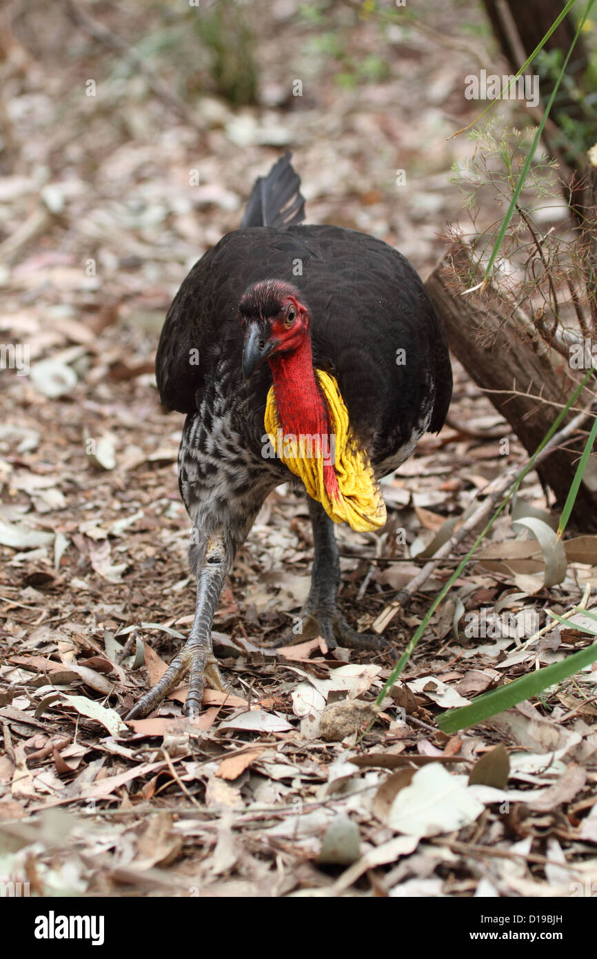 Australian Brush-turkey, alectura lathami, single adult male scratching ...
