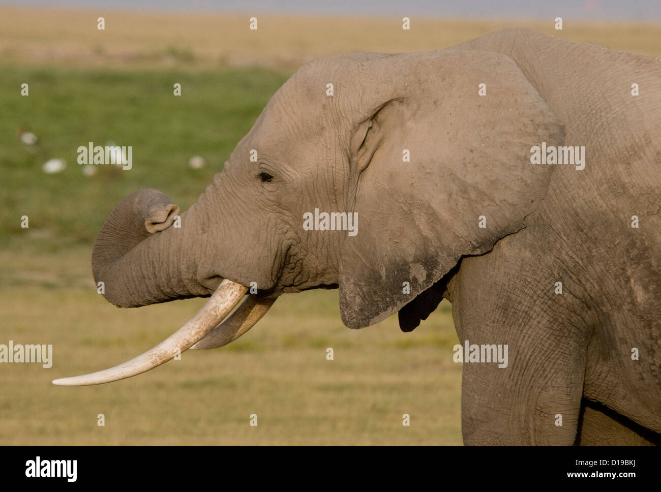 Curved tusks hi-res stock photography and images - Alamy