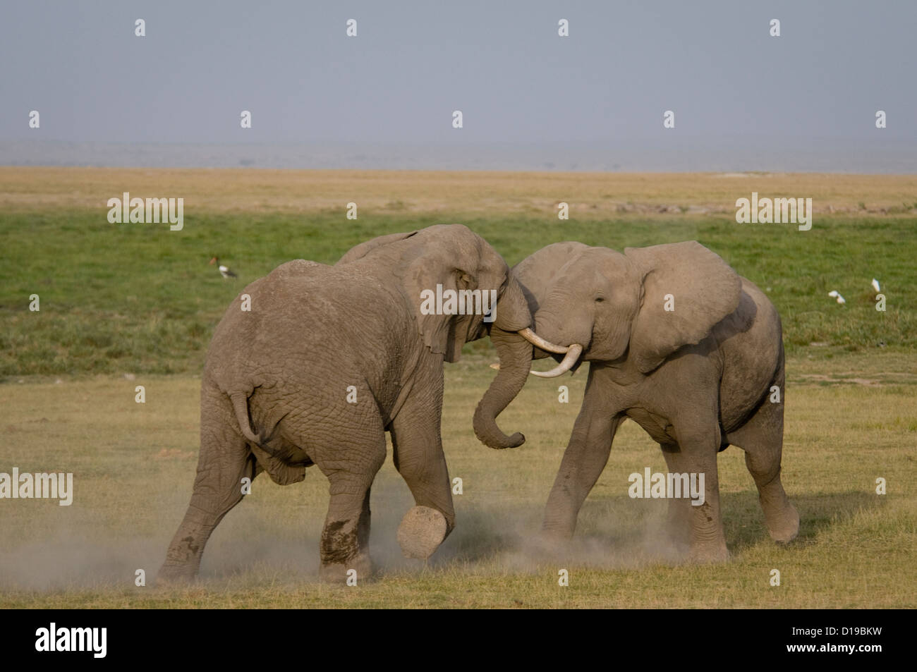 Bull elephants fighting Stock Photo - Alamy