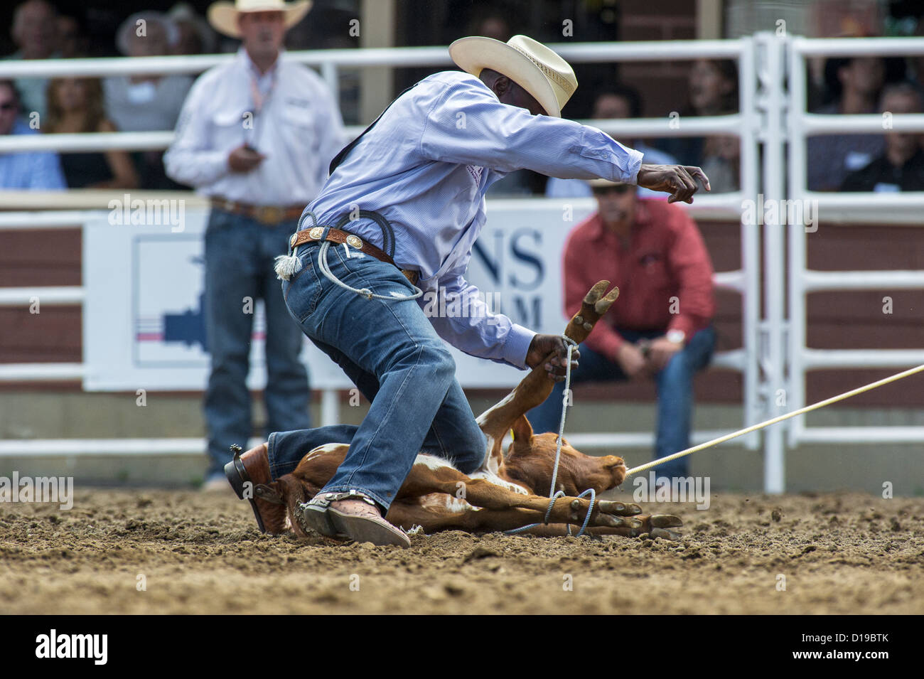 Calf roping event at the Calgary Stampede rodeo held every July Stock Photo - Alamy