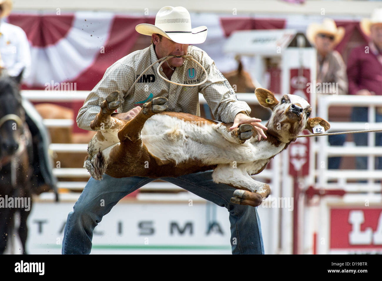 Calf roping event at the Calgary Stampede rodeo held every July Stock Photo - Alamy