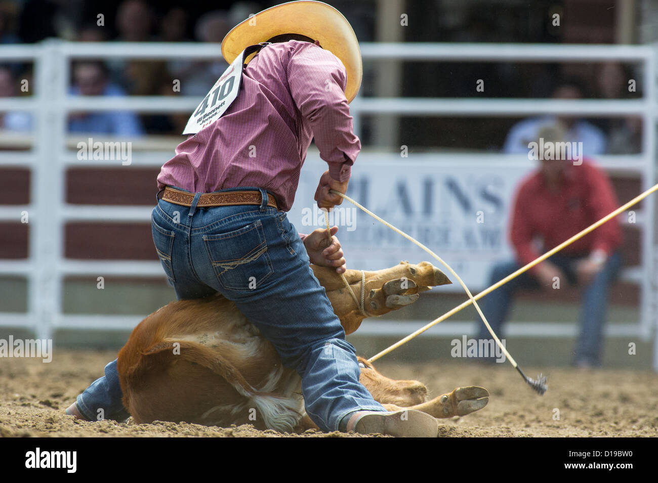 Calf roping event at the Calgary Stampede rodeo held every July Stock Photo - Alamy