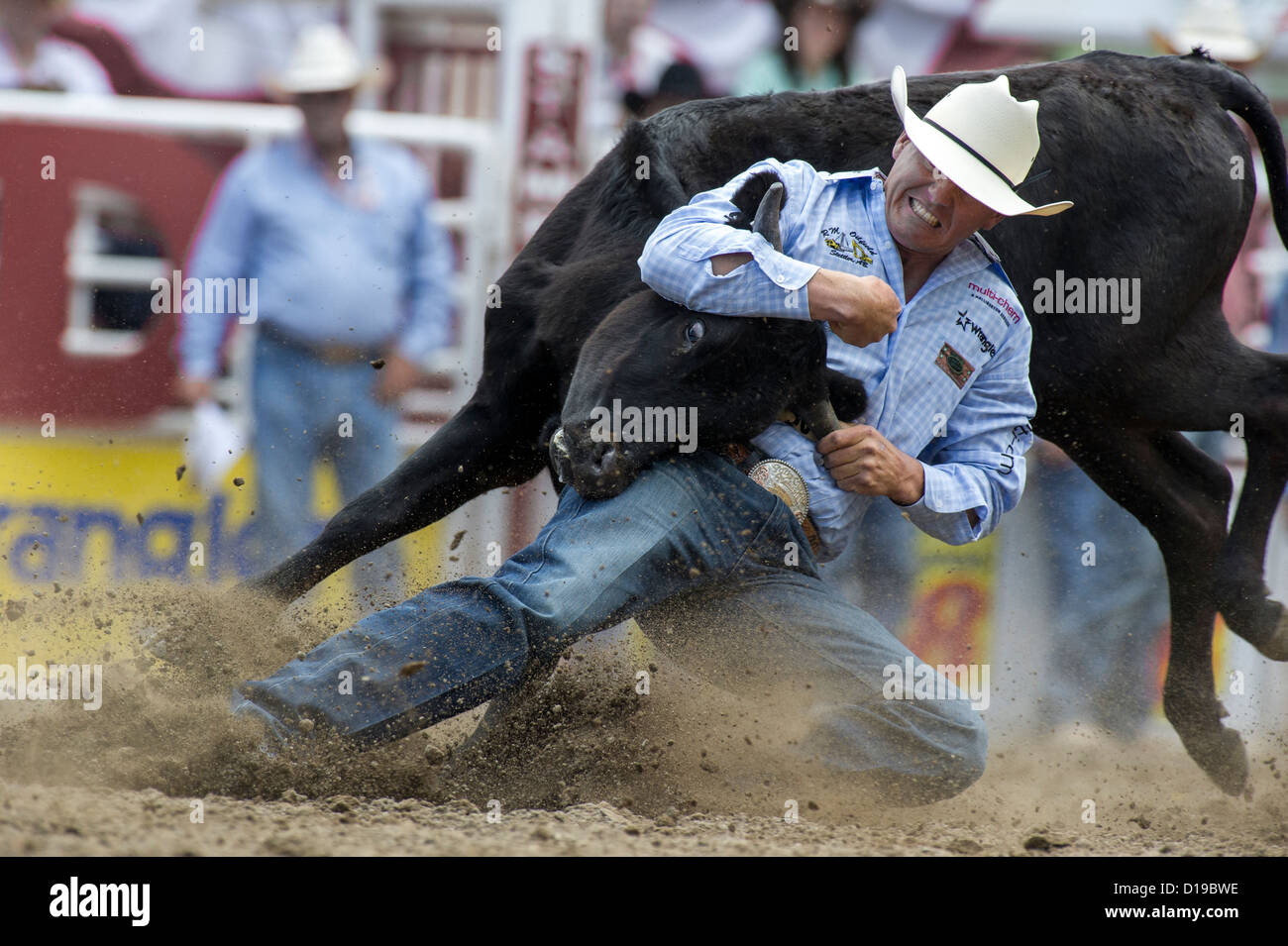 Steer wrestling event at the Calgary Stampede rodeo held every July ...