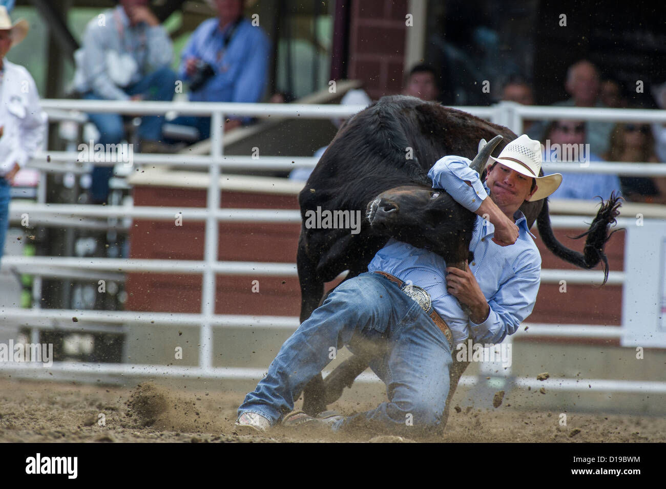 Steer wrestling hi-res stock photography and images - Alamy