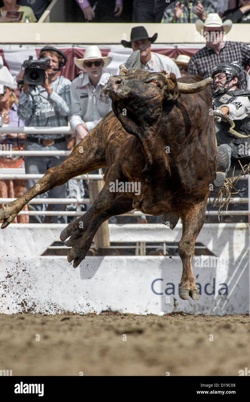 Bull rider calgary stampede calgary hi-res stock photography and images ...