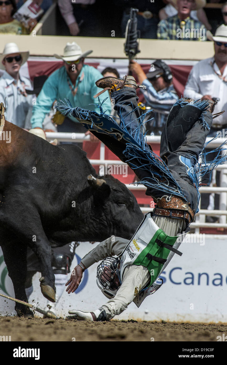 Bull riding event at the Calgary Stampede Stock Photo - Alamy
