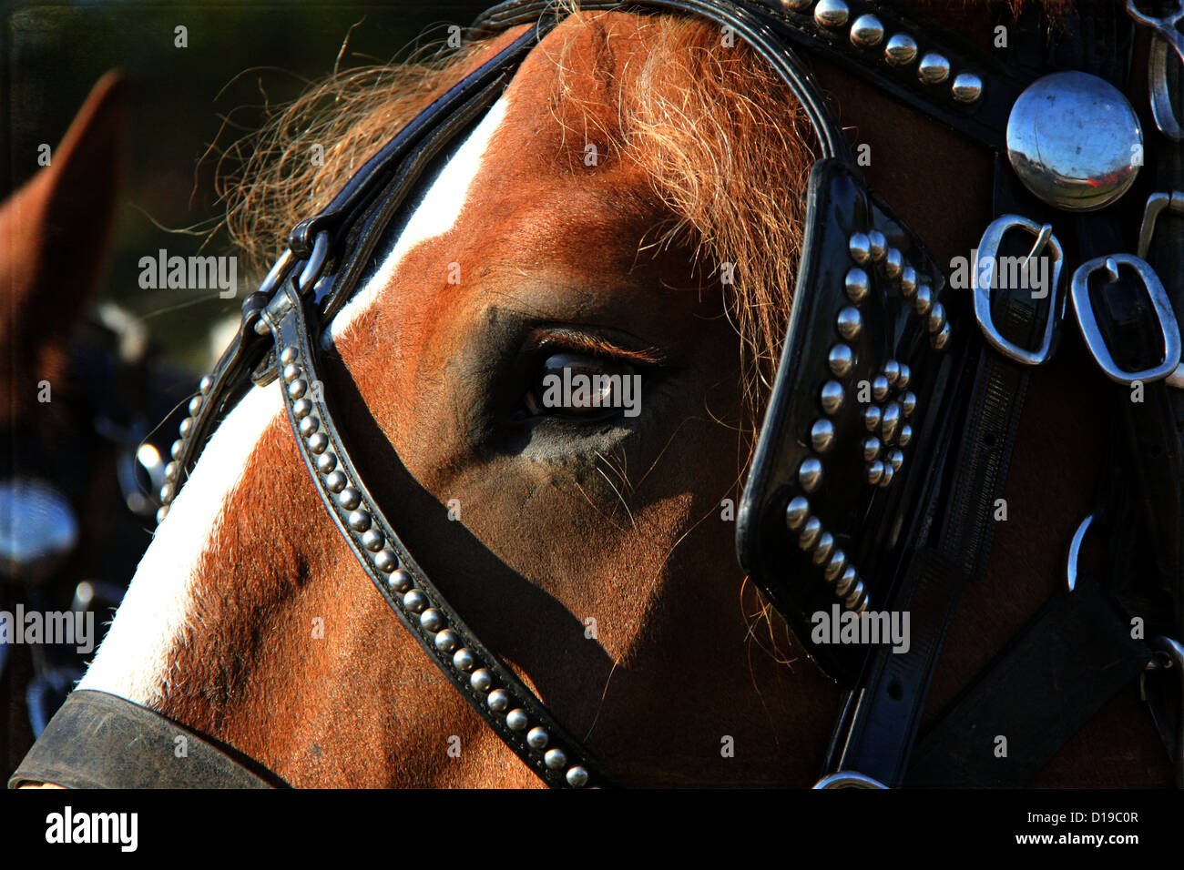 Face of the equine Stock Photo - Alamy