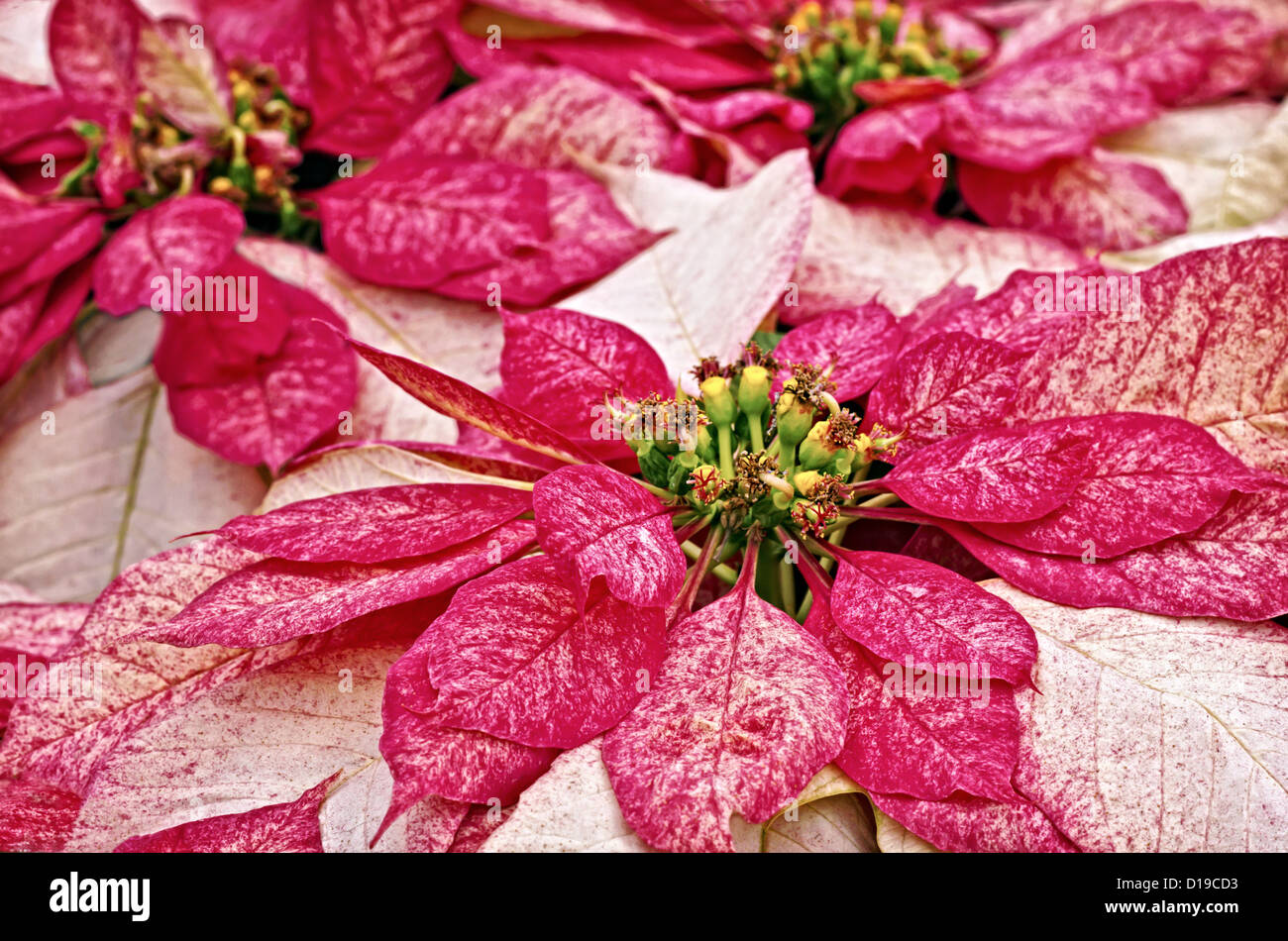 A stock photograph of monet poinsettias plants Stock Photo - Alamy