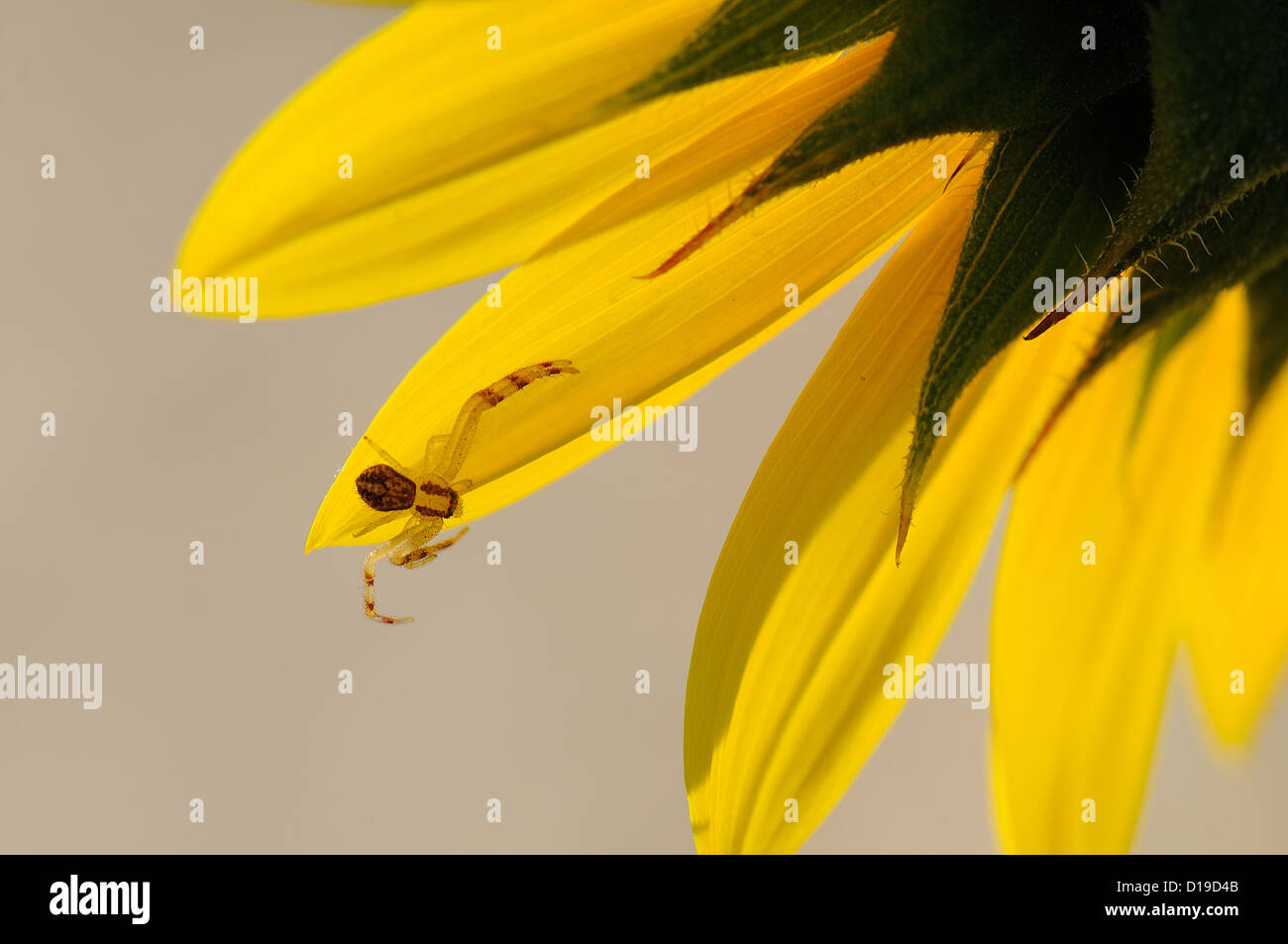 Sunflower and crab spider Stock Photo - Alamy