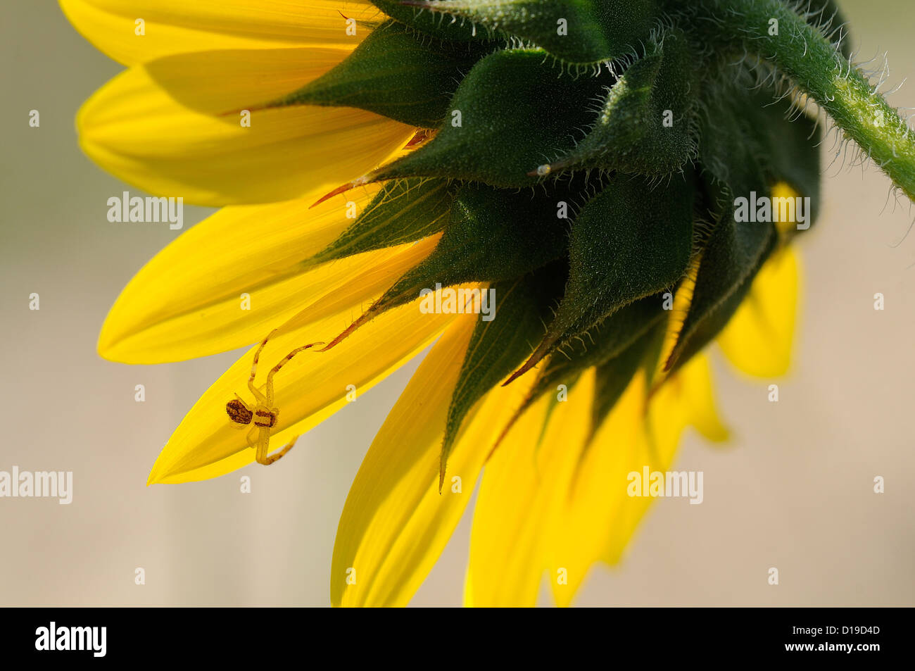 Sunflower and crab spider Stock Photo - Alamy