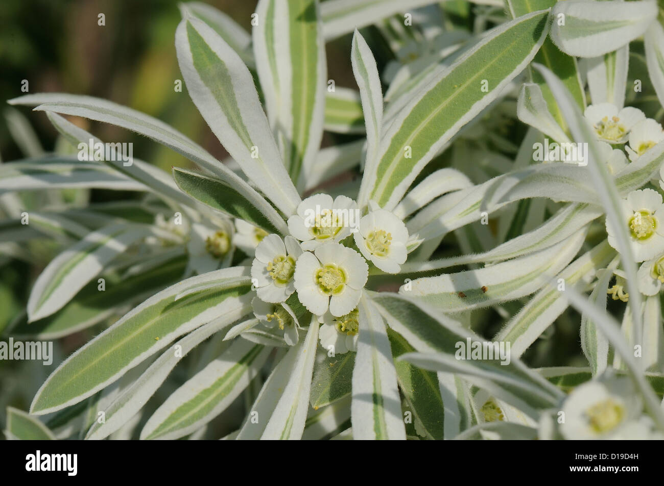 Snow on the prairie Stock Photo - Alamy