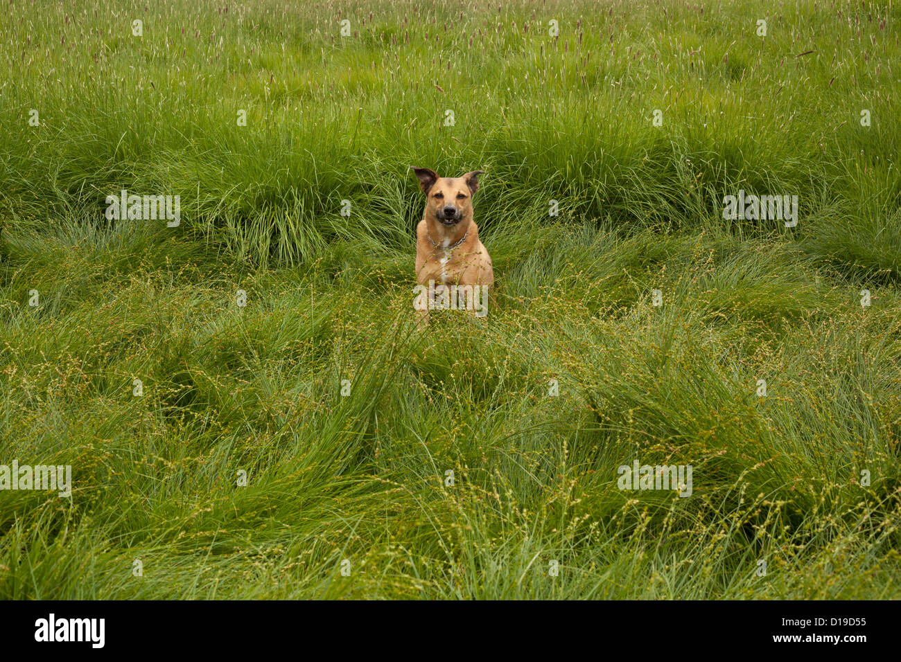 Dog in green field Stock Photo - Alamy
