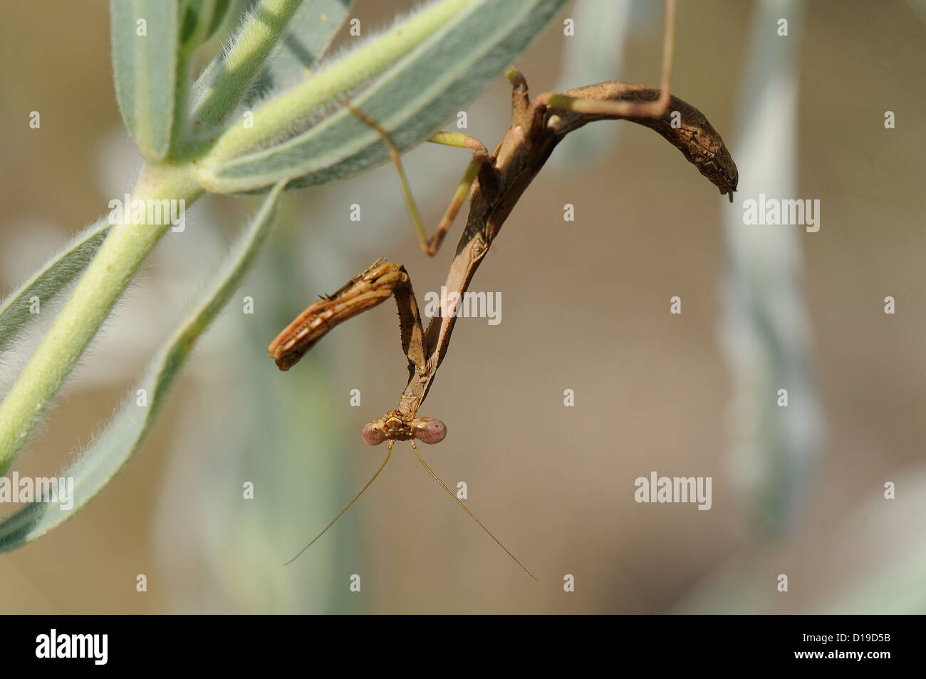 Snow on the prairie with Praying Mantis Stock Photo - Alamy