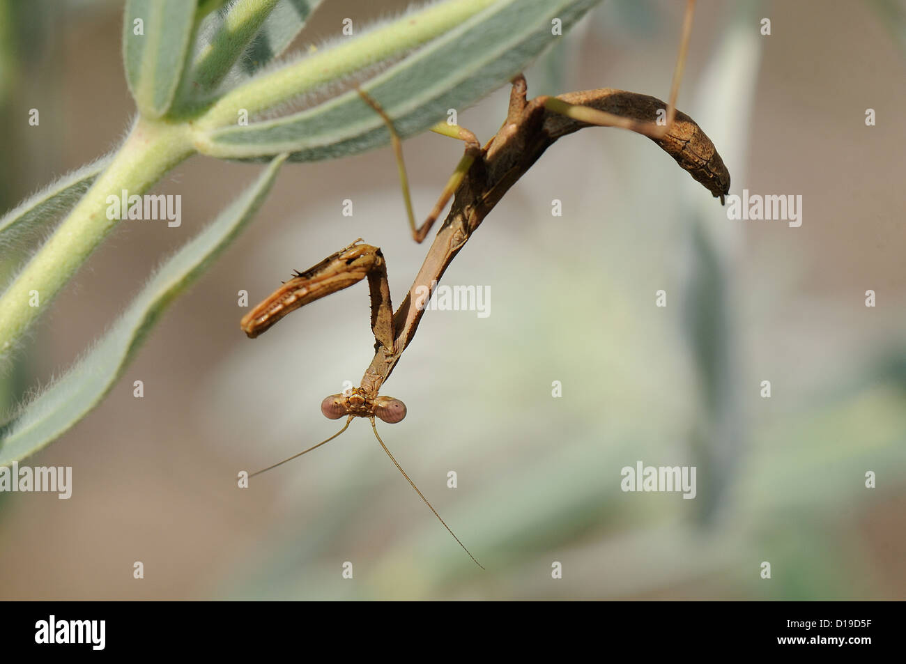 Snow on the prairie with Praying Mantis Stock Photo - Alamy
