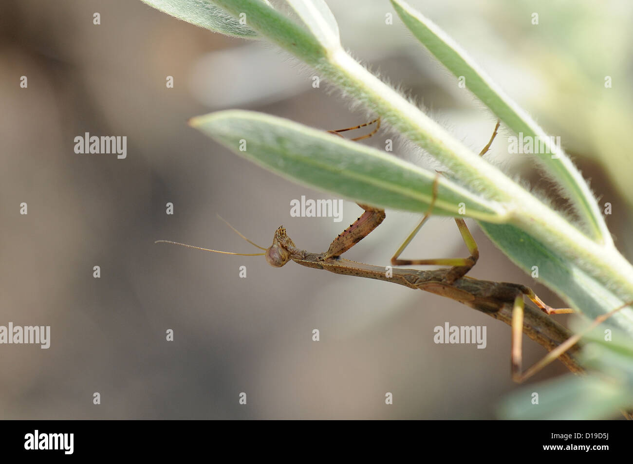 Praying mantis on flower hi-res stock photography and images - Alamy