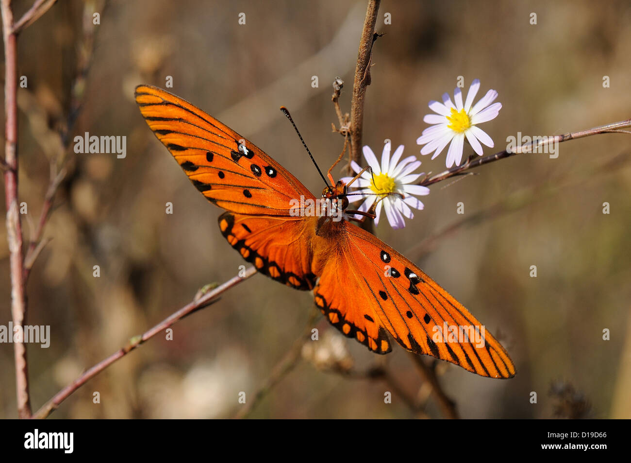 Gulf fritillary hi-res stock photography and images - Alamy