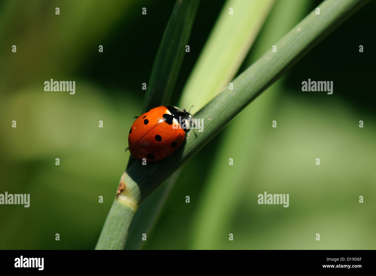 Red ladybug coccinellidae on hi-res stock photography and images - Alamy